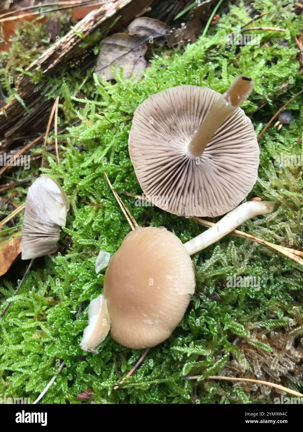 Common Stump Brittlestem (Psathyrella piluliformis Stock Photo - Alamy