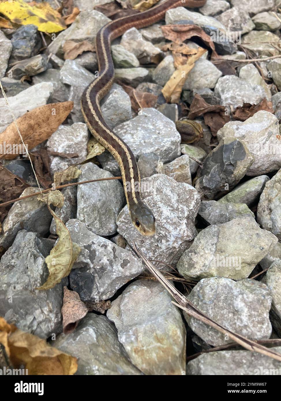 Eastern Garter Snake (Thamnophis sirtalis sirtalis Stock Photo - Alamy