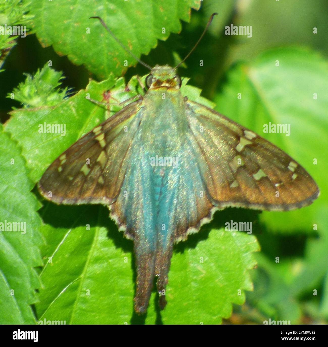 Long-tailed Skipper (Urbanus proteus Stock Photo - Alamy