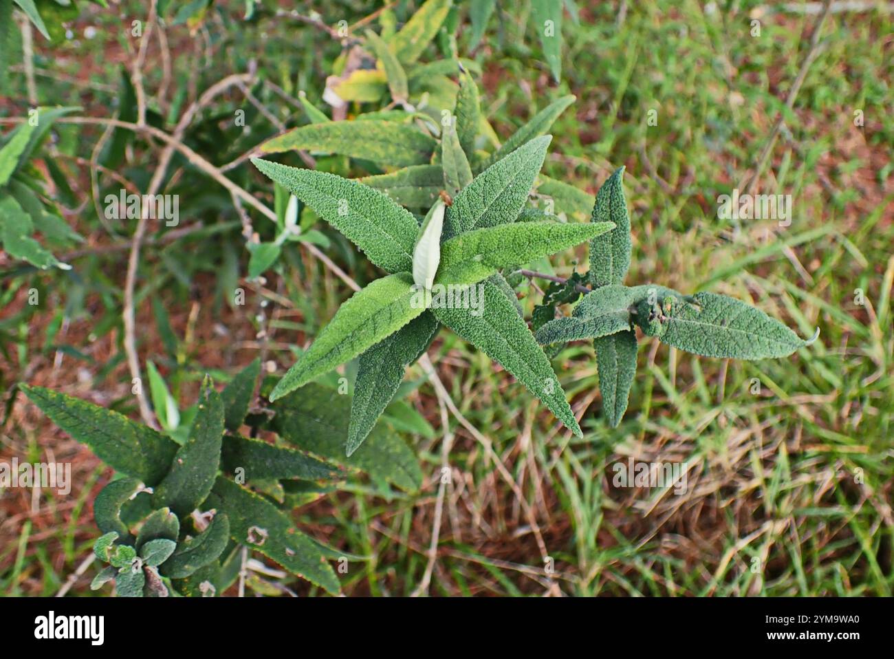 Sagewood (Buddleja salviifolia Stock Photo - Alamy