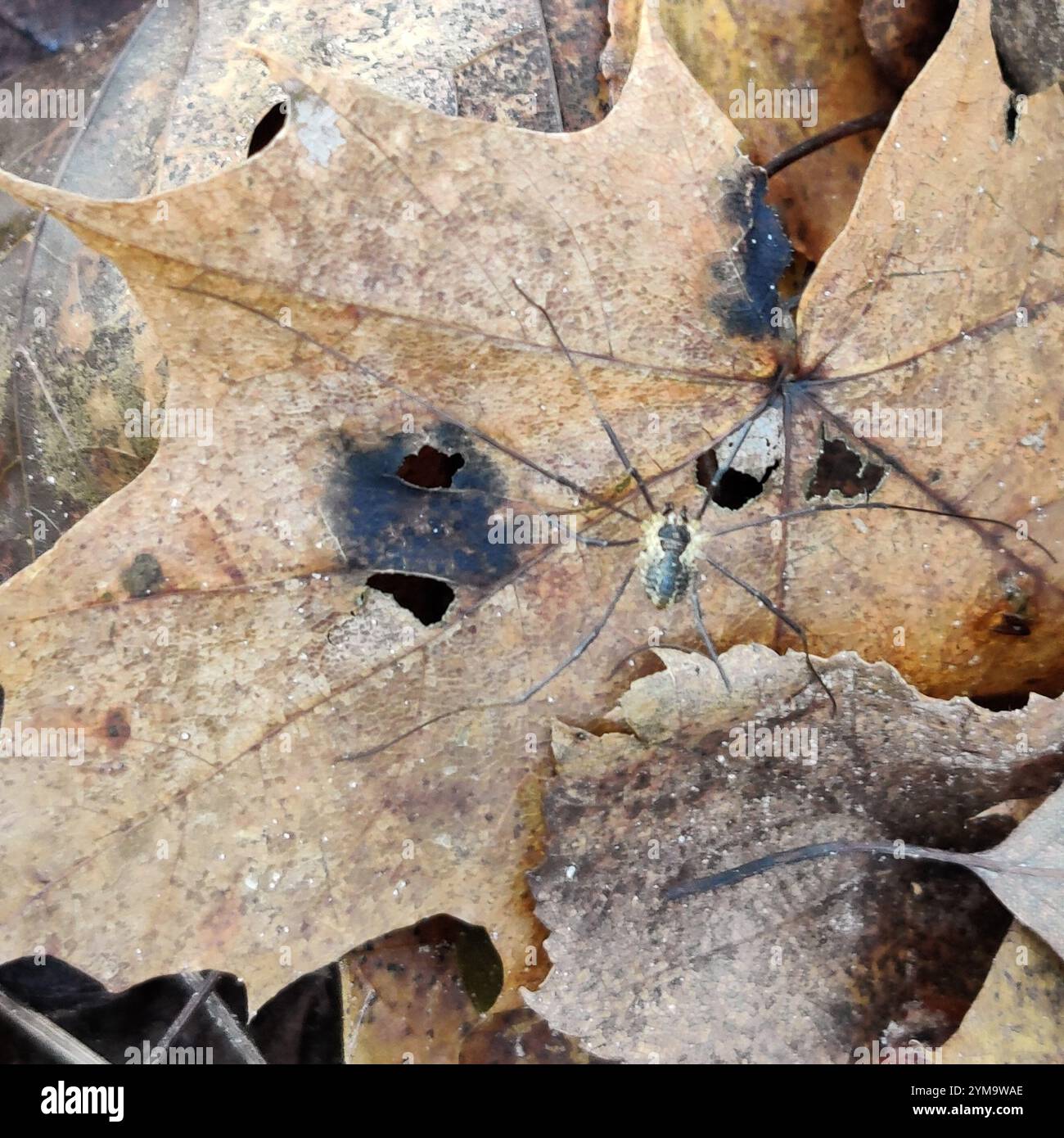 Harvestman mitopus morio hi-res stock photography and images - Alamy