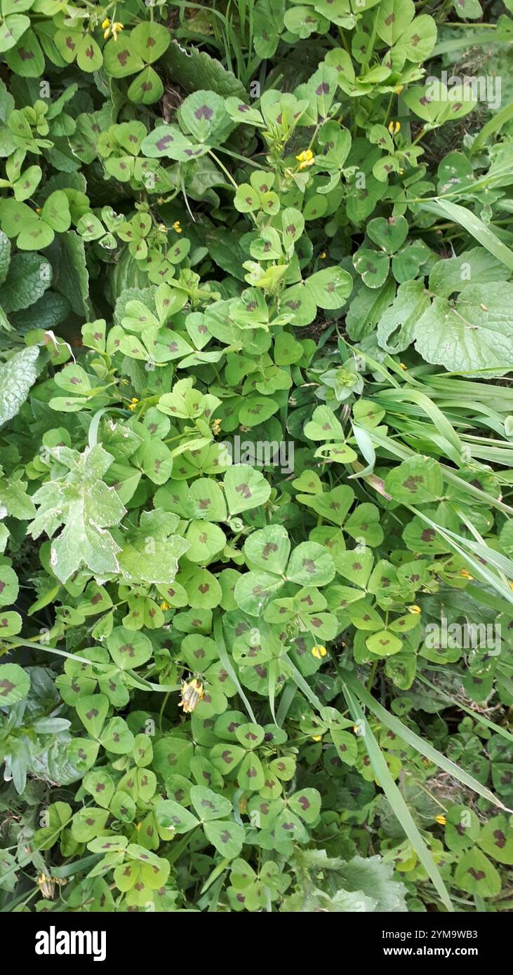 Spotted medick (Medicago arabica Stock Photo - Alamy