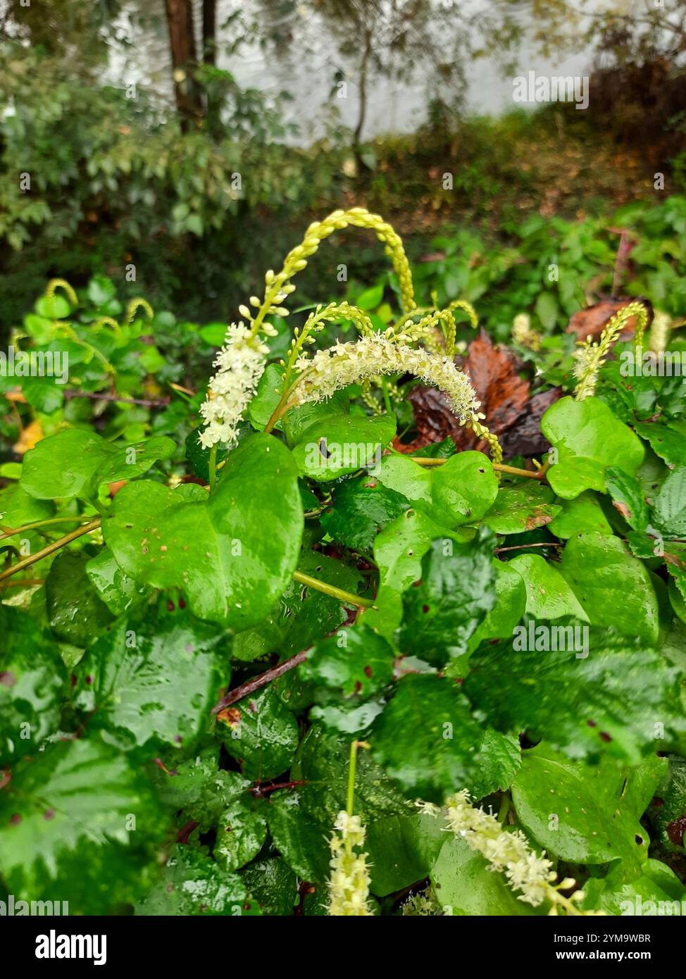 Mignonette vine (Anredera cordifolia Stock Photo - Alamy