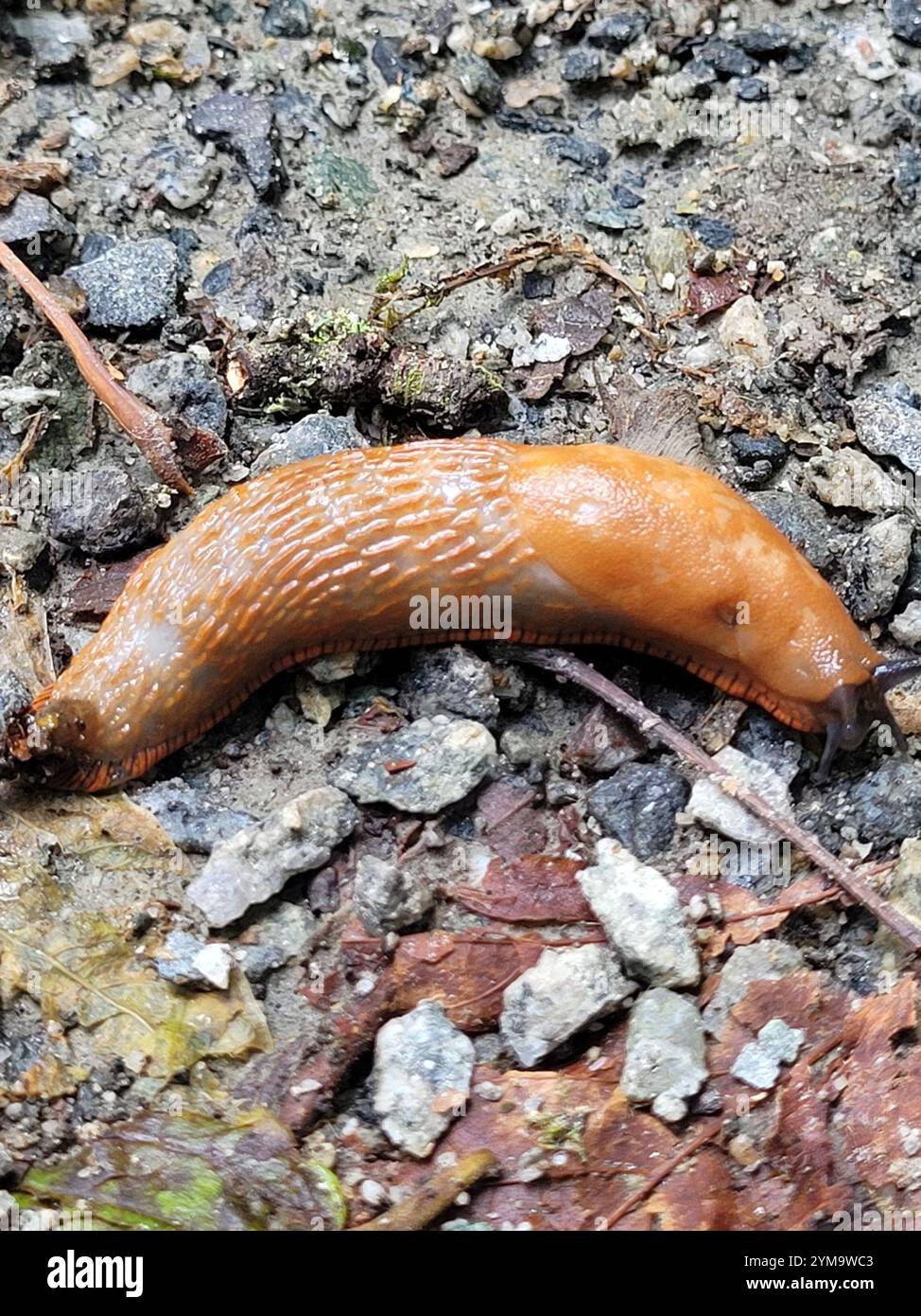 ater-group Arion Slugs (Arion Stock Photo - Alamy