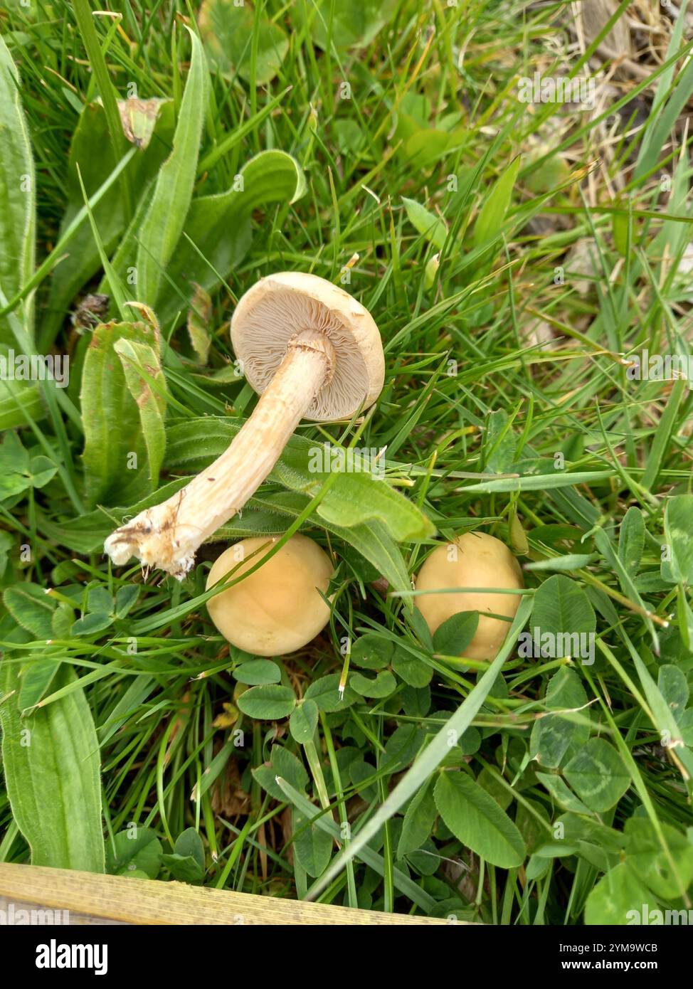 Spring Fieldcap (Agrocybe praecox Stock Photo - Alamy