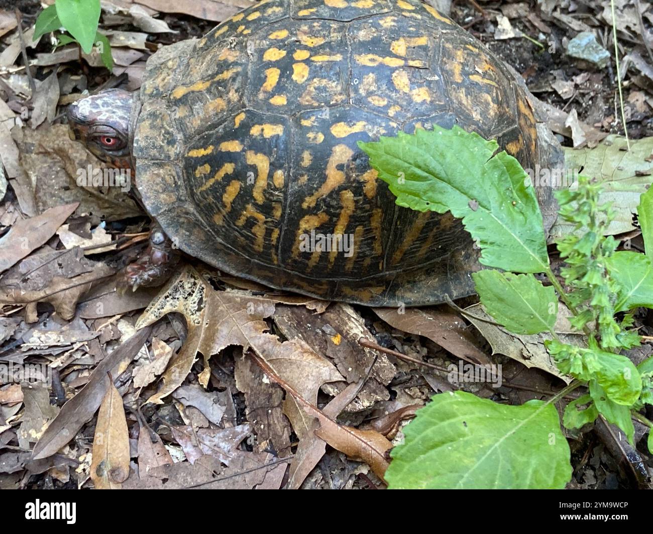 Eastern Box Turtle (Terrapene carolina carolina Stock Photo - Alamy