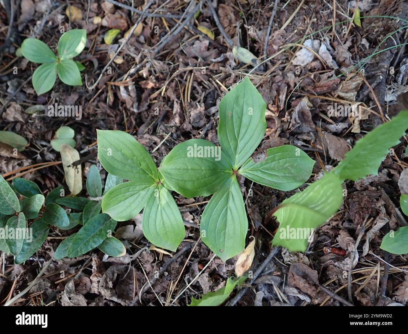 Canadian bunchberry (Cornus canadensis Stock Photo - Alamy