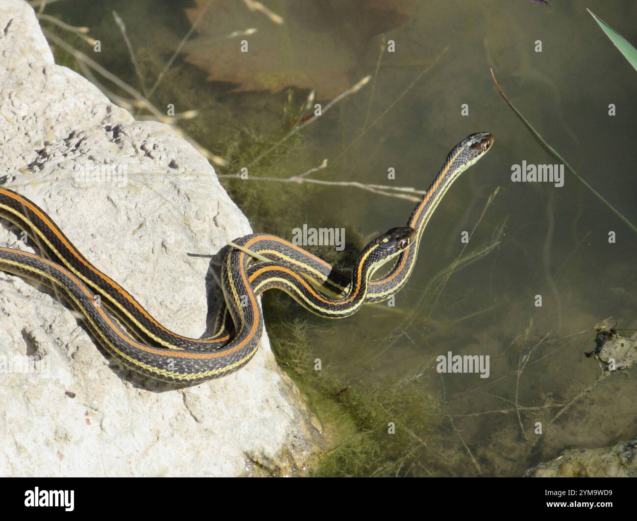 Western Ribbon Snake (Thamnophis proximus Stock Photo - Alamy
