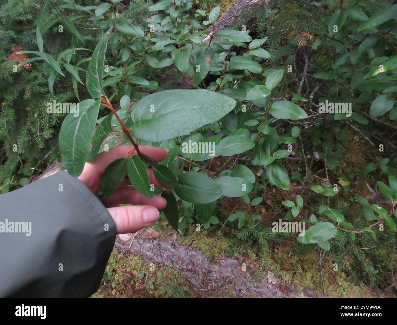 Canadian buffalo-berry (Shepherdia canadensis Stock Photo - Alamy