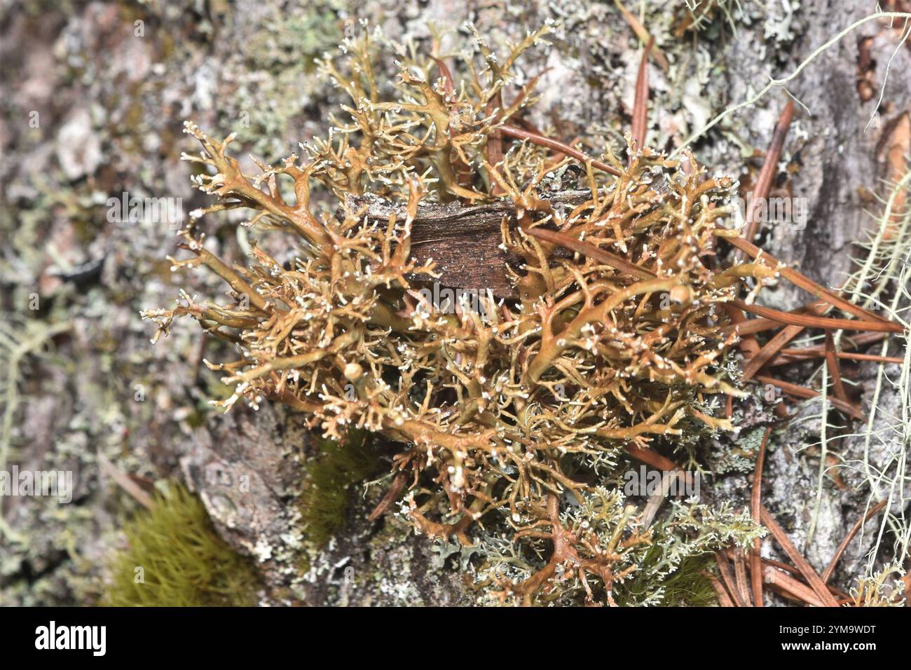Ancient Coral Lichen (Sphaerophorus venerabilis Stock Photo - Alamy