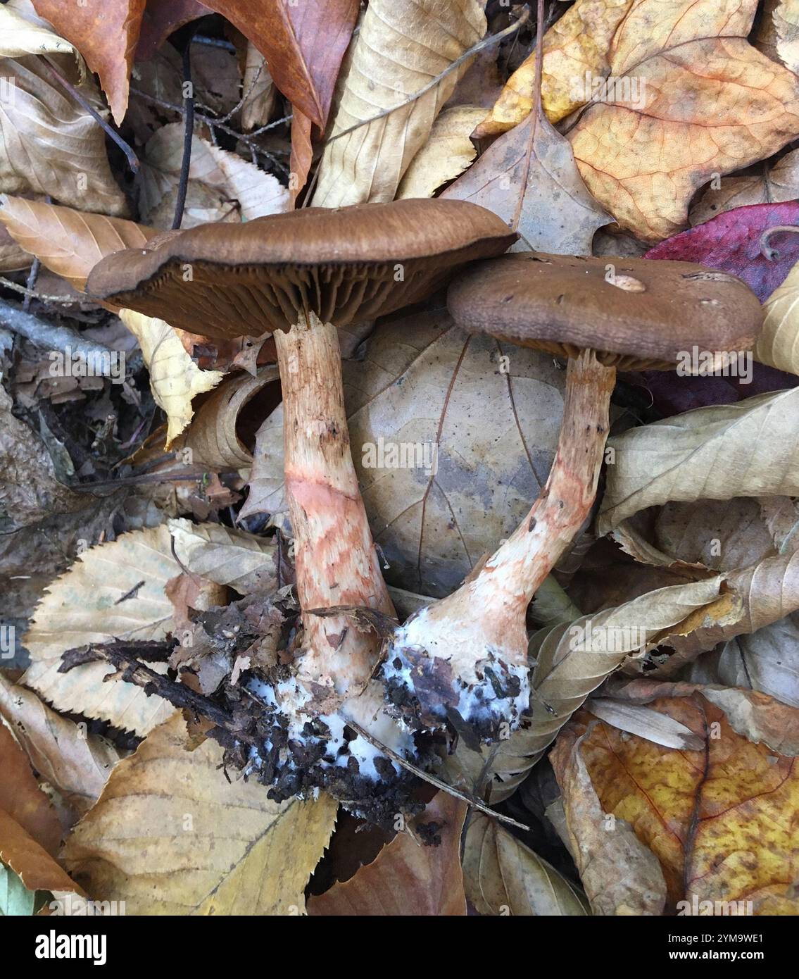 Red banded webcap hi-res stock photography and images - Alamy