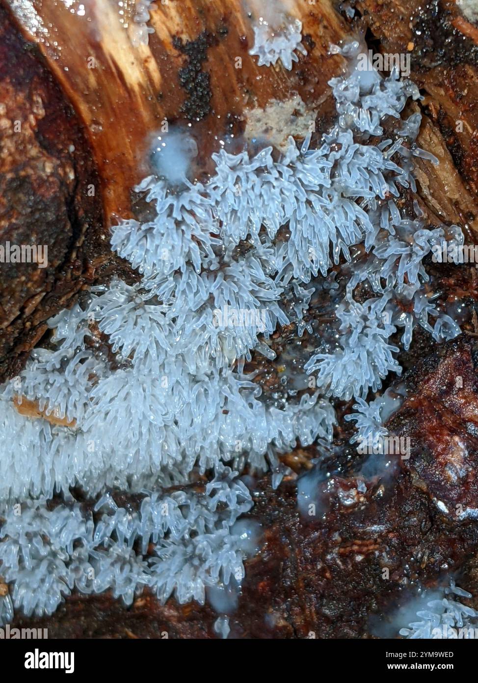 Honeycomb Coral Slime Mold (Ceratiomyxa fruticulosa Stock Photo - Alamy