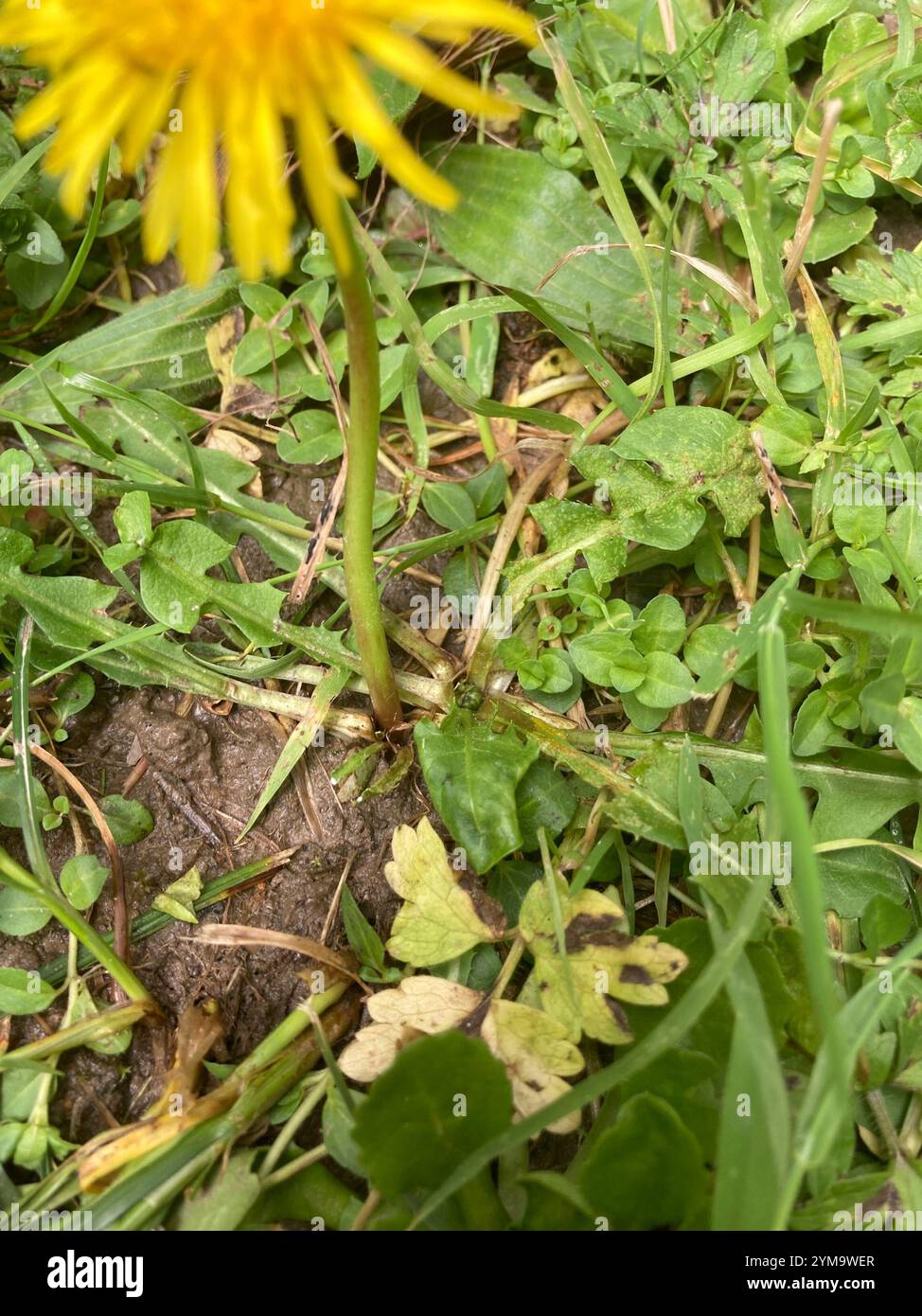 common dandelion (Taraxacum officinale Stock Photo - Alamy