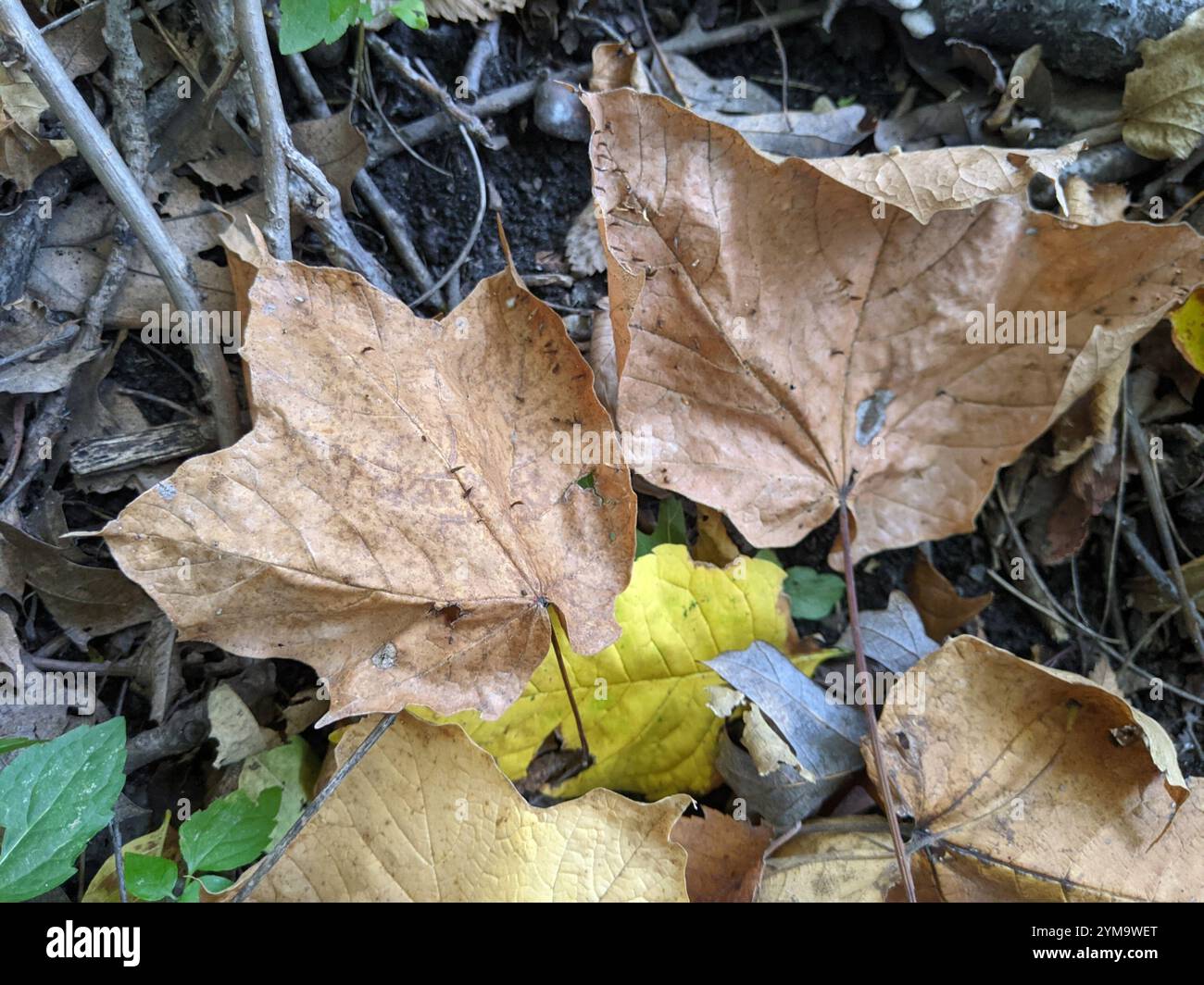 Maple Spindle Gall Mite (Vasates aceriscrumena Stock Photo - Alamy