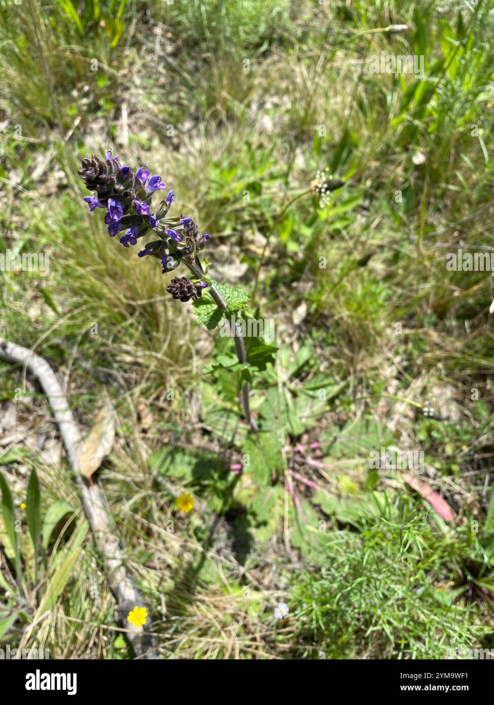 wild clary (Salvia verbenaca Stock Photo - Alamy