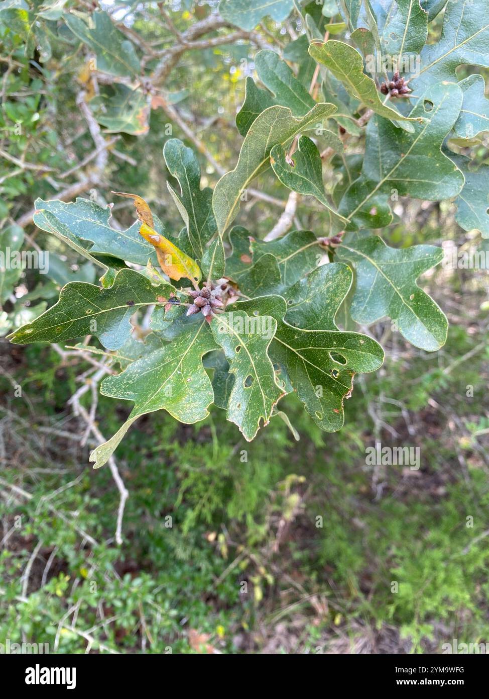 sand post oak (Quercus margaretiae Stock Photo - Alamy