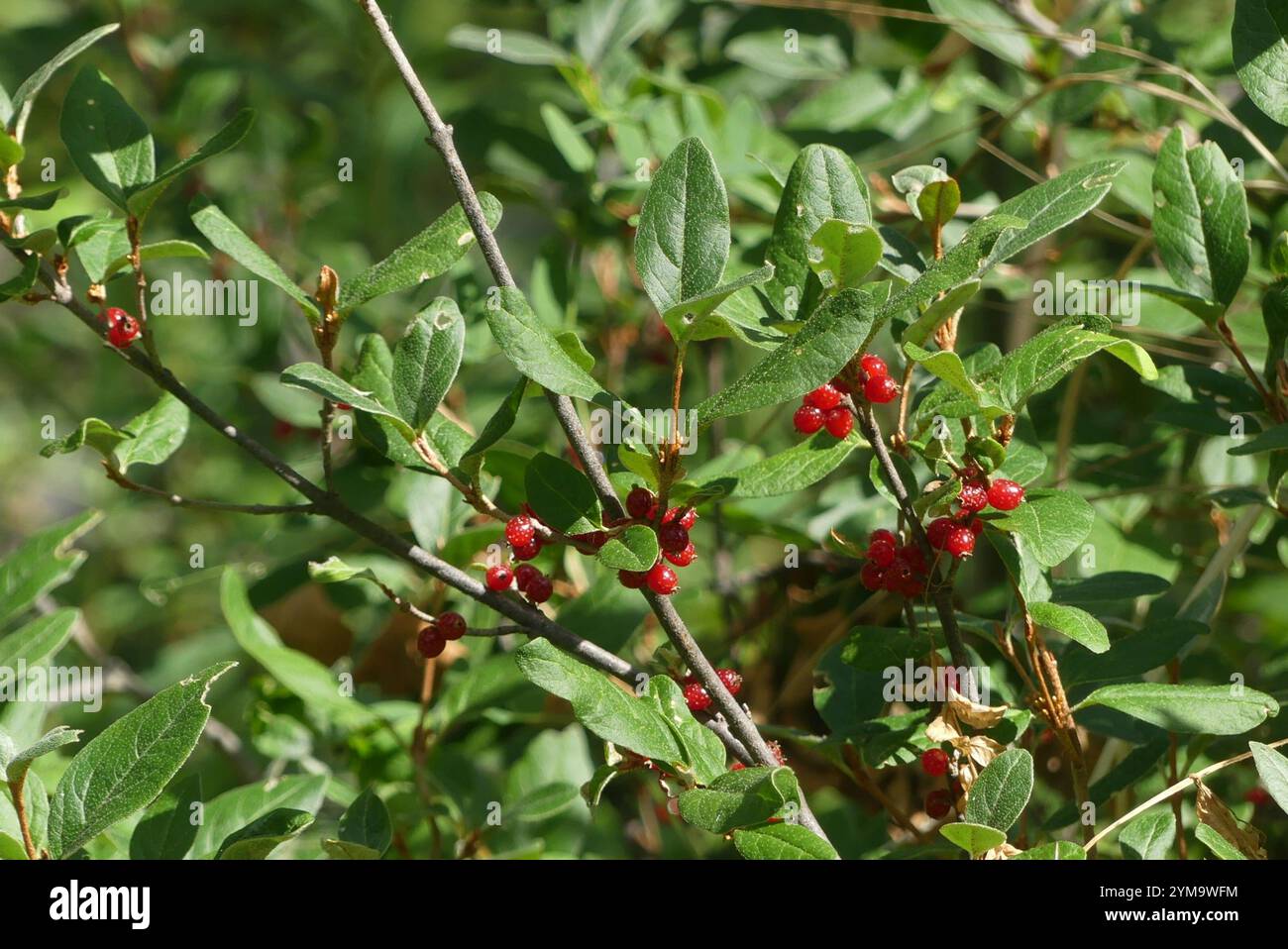 Canadian buffalo-berry (Shepherdia canadensis Stock Photo - Alamy