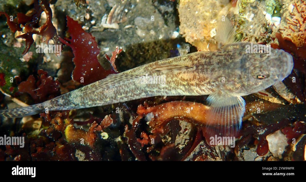Sand Goby (Pomatoschistus minutus Stock Photo - Alamy