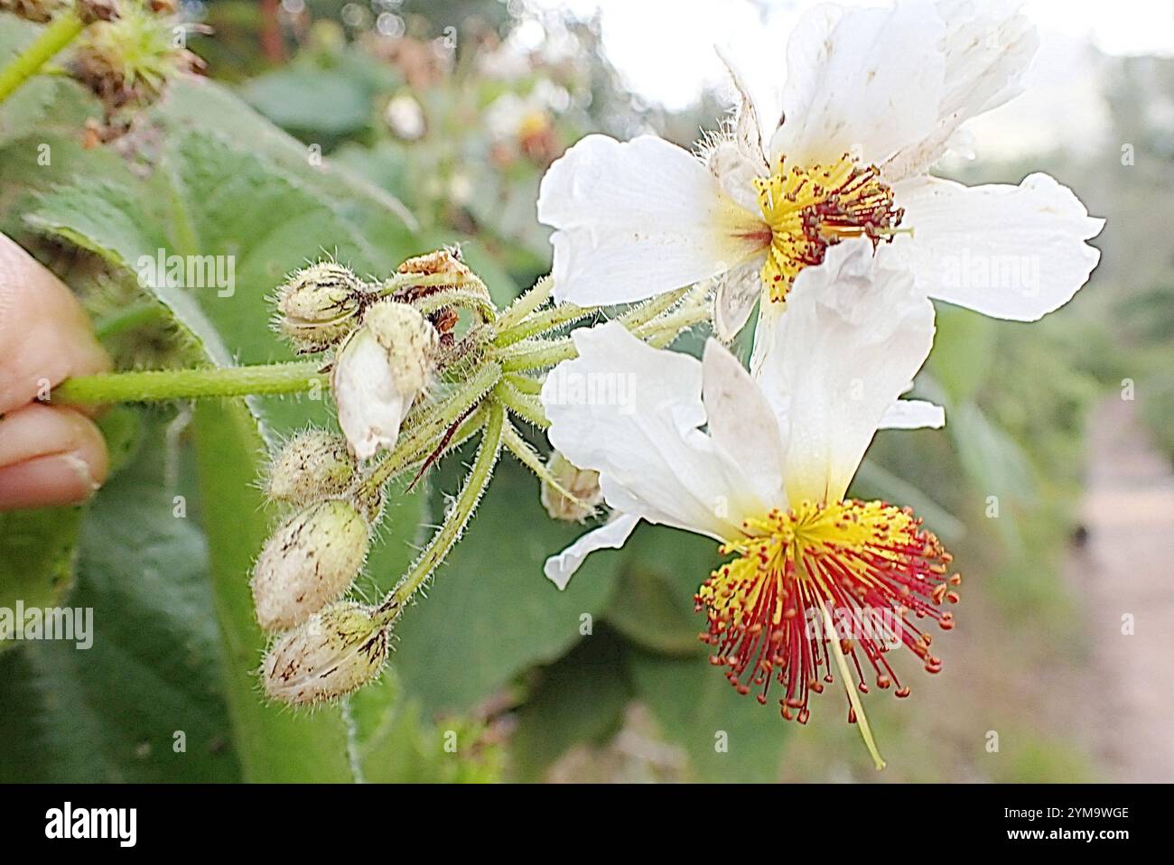 African hemp (Sparrmannia africana Stock Photo - Alamy