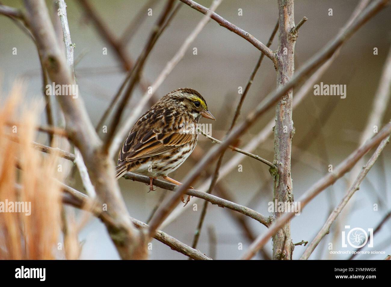 Savannah Sparrow (Passerculus sandwichensis Stock Photo - Alamy