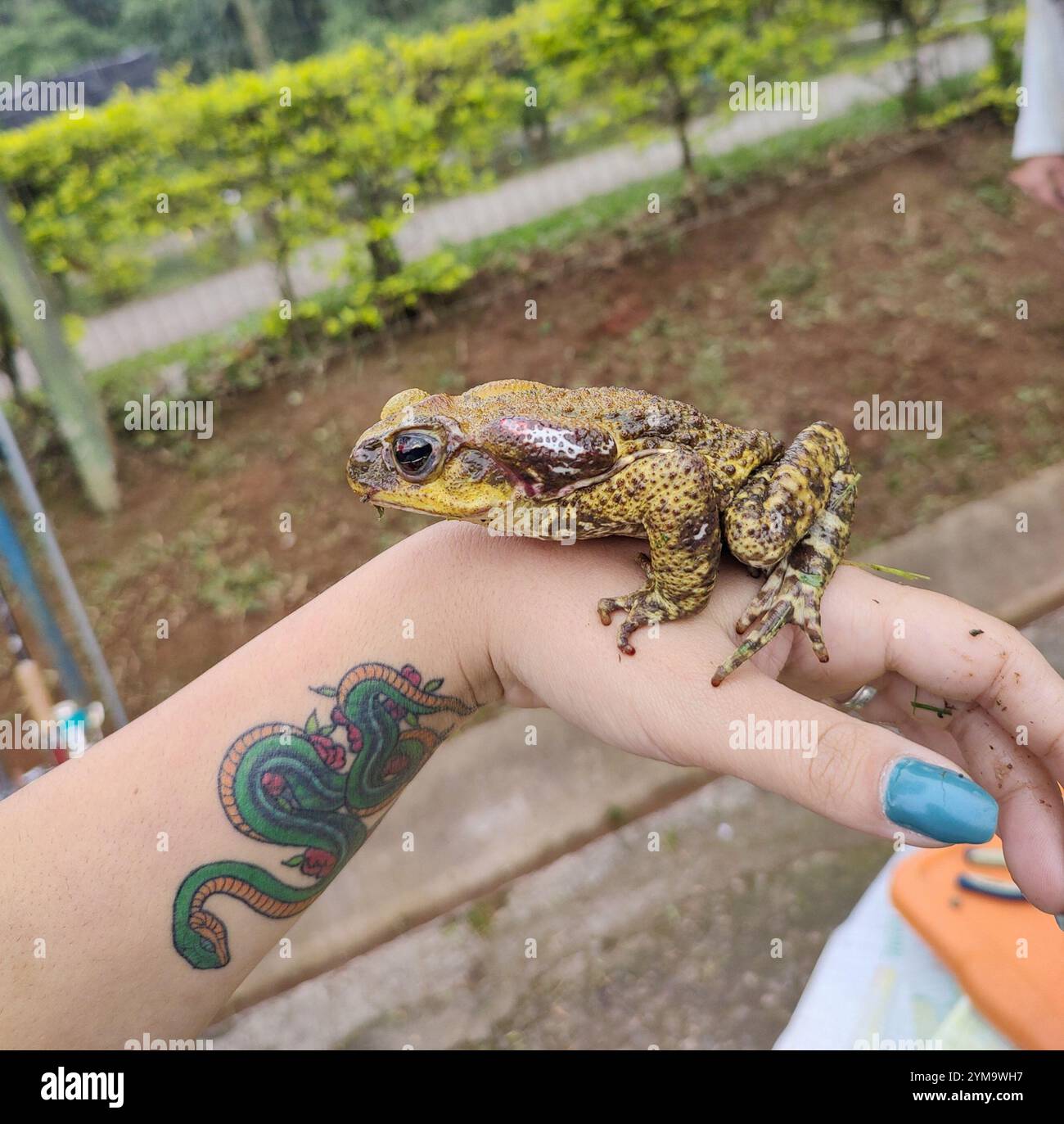 Yellow Cururu Toad (Rhinella icterica Stock Photo - Alamy