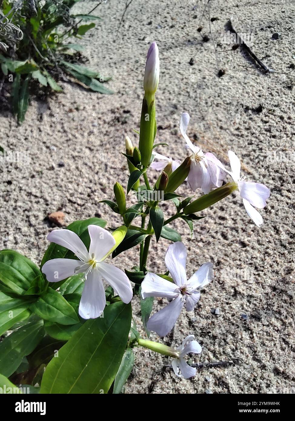 common soapwort (Saponaria officinalis Stock Photo - Alamy