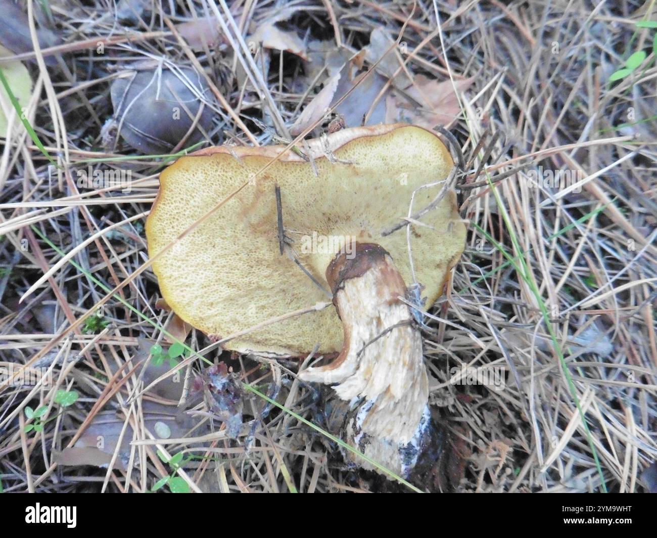 Purple-veiled Slippery Jack (Suillus luteus Stock Photo - Alamy