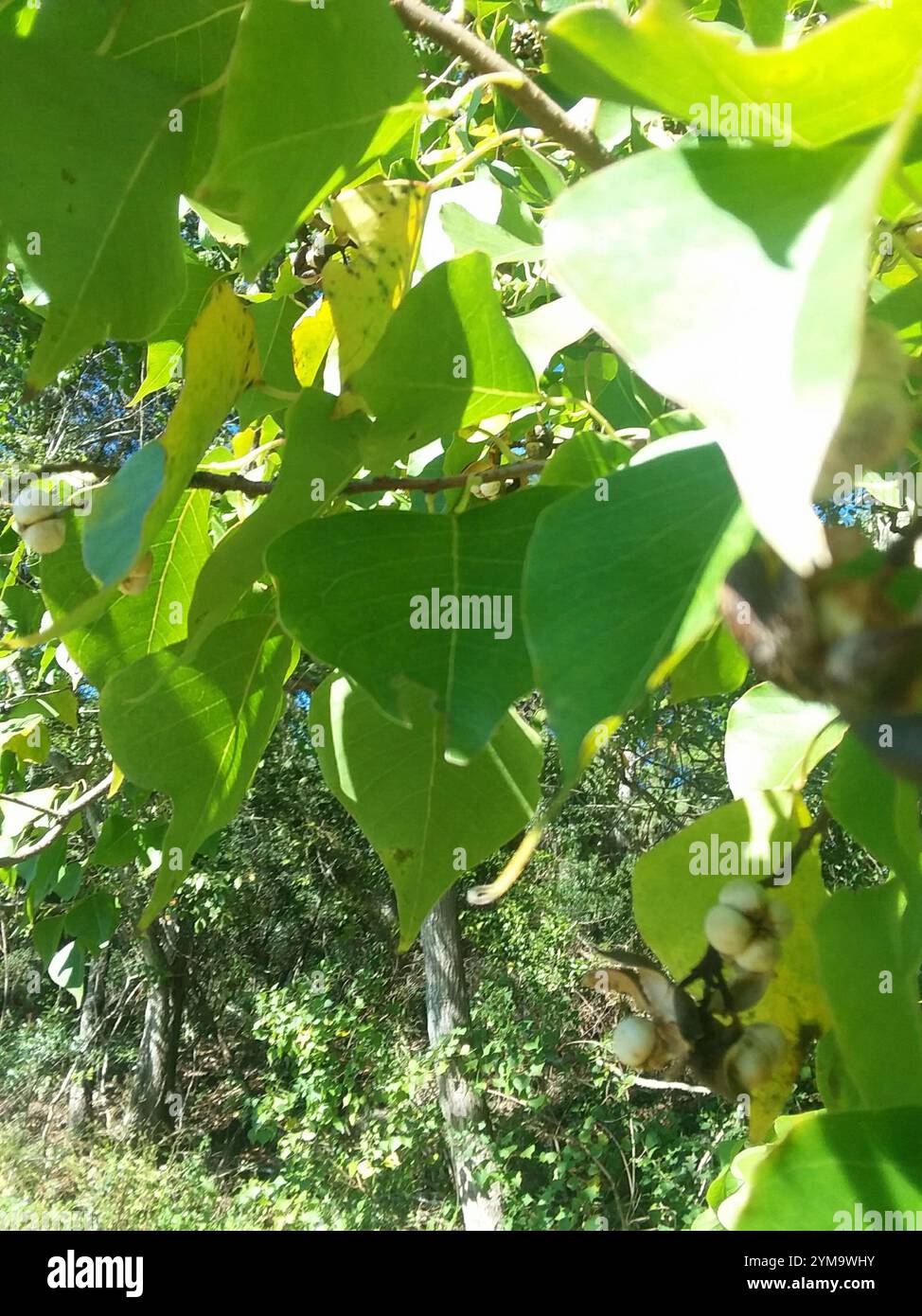 Chinese Tallow (Triadica sebifera Stock Photo - Alamy