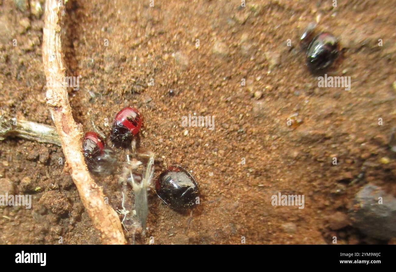 Burrowing Bugs (Cydnidae Stock Photo - Alamy