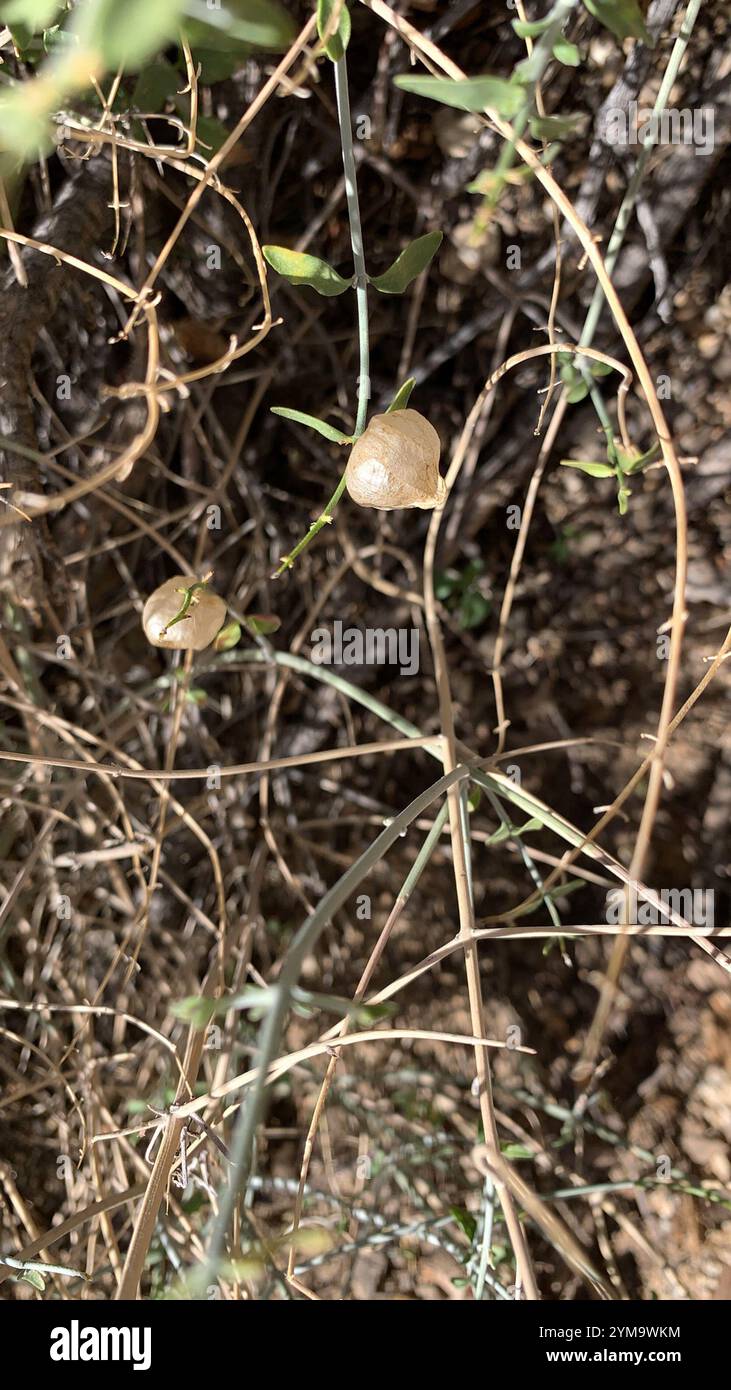 Paperbag Bush (Scutellaria mexicana Stock Photo - Alamy