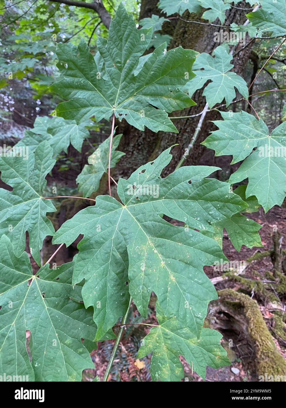 bigleaf maple (Acer macrophyllum Stock Photo - Alamy