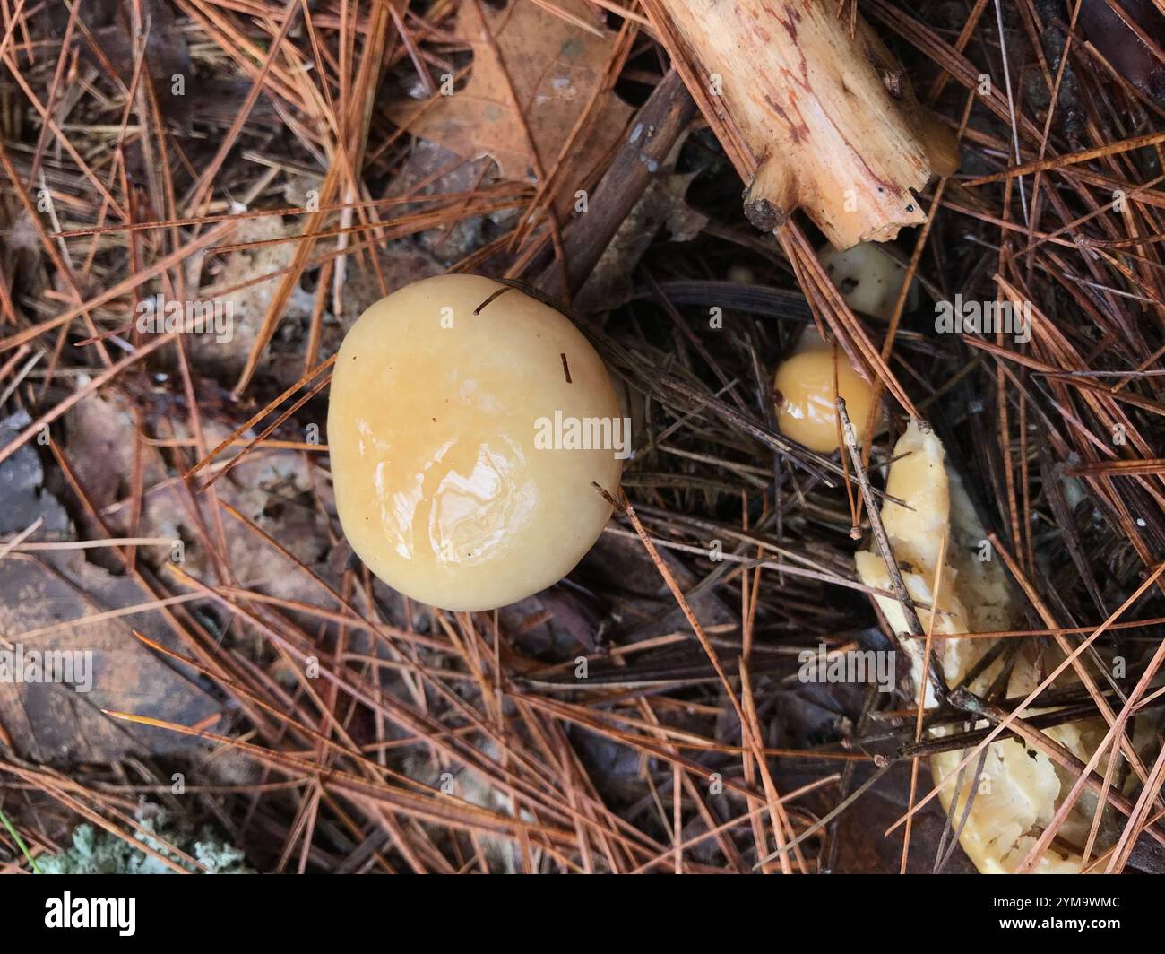 Purple-veiled Slippery Jack (Suillus luteus Stock Photo - Alamy
