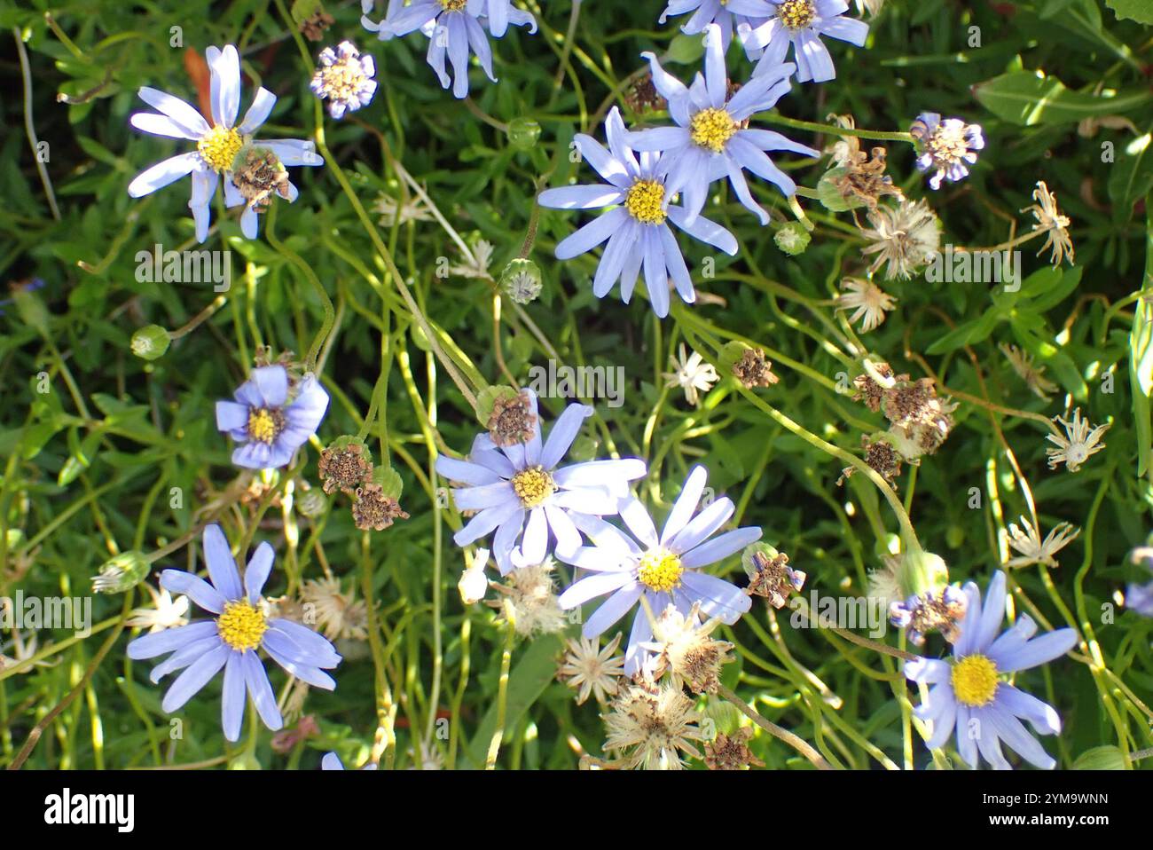 Coastal Blue Felicia (Felicia amelloides Stock Photo - Alamy