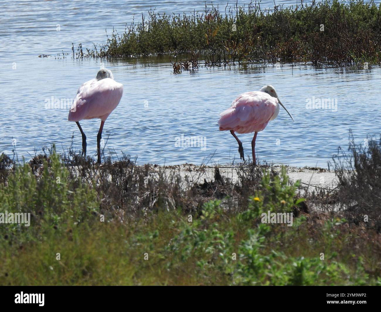 Roseate Spoonbill (Platalea ajaja Stock Photo - Alamy