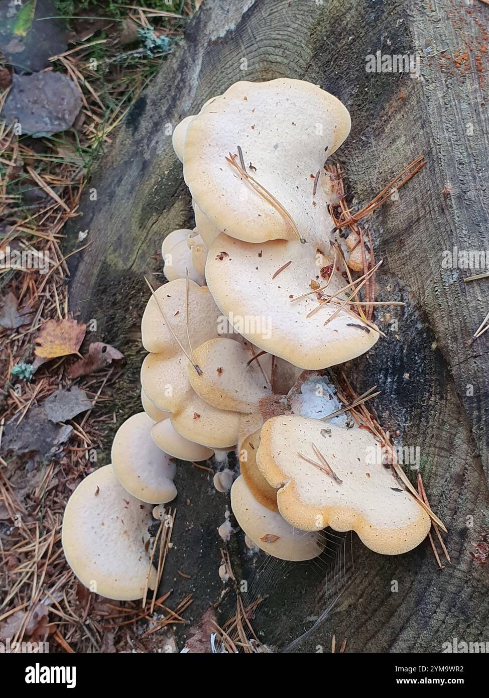 Stinking Orange Oyster (Phyllotopsis nidulans Stock Photo - Alamy