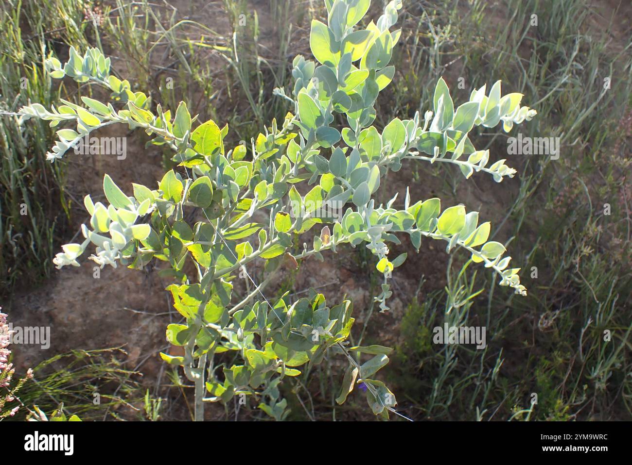 Queensland silver wattle (Acacia podalyriifolia Stock Photo - Alamy