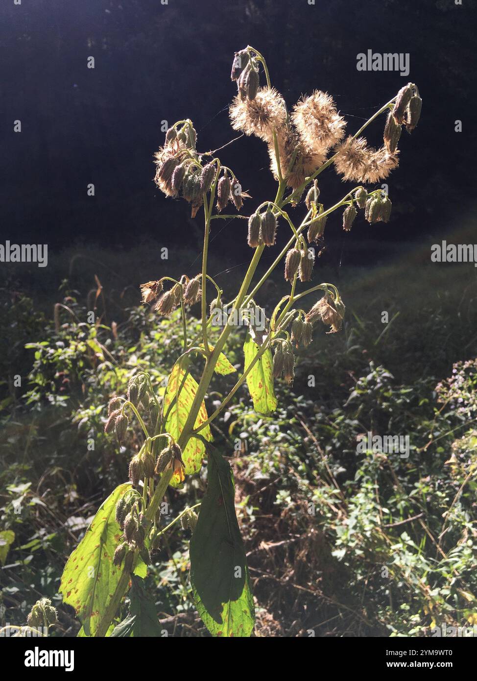 Nabalus crepidineus hi-res stock photography and images - Alamy