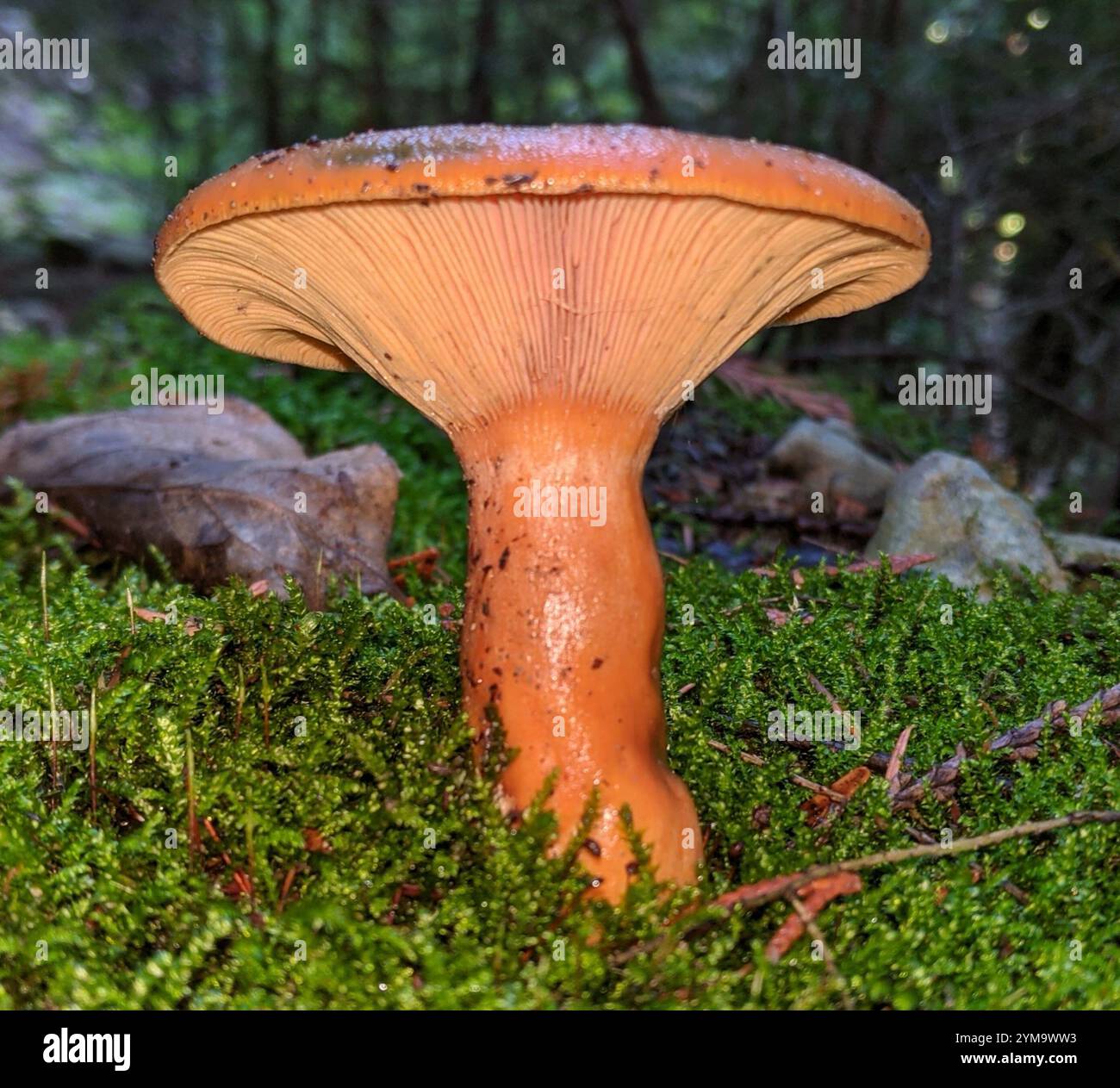 saffron milkcap (Lactarius deliciosus Stock Photo - Alamy