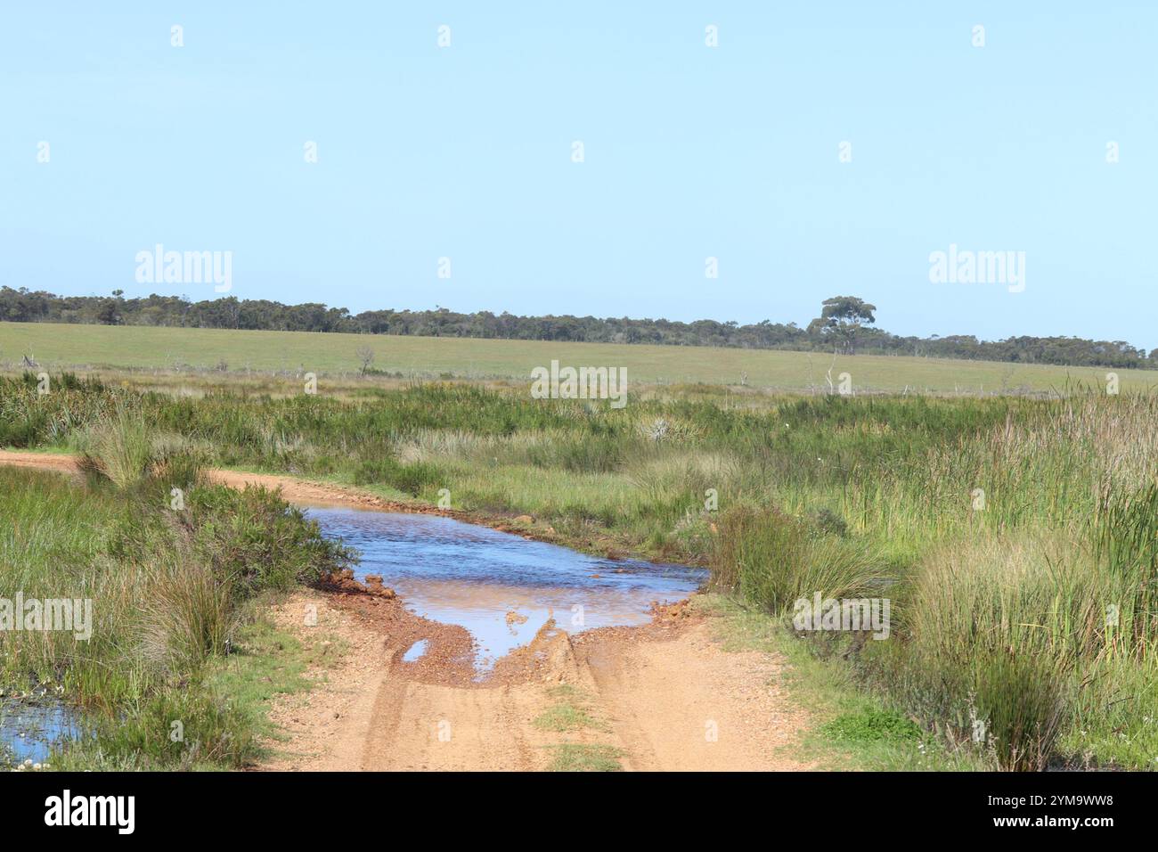Micro Frog (Microbatrachella capensis Stock Photo - Alamy