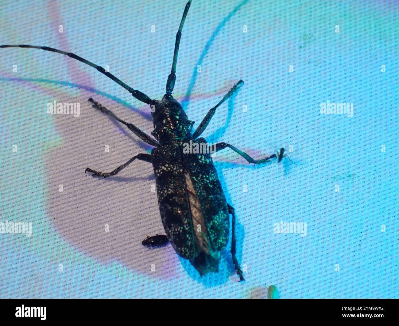 Spotted Pine Sawyer (Monochamus clamator Stock Photo - Alamy