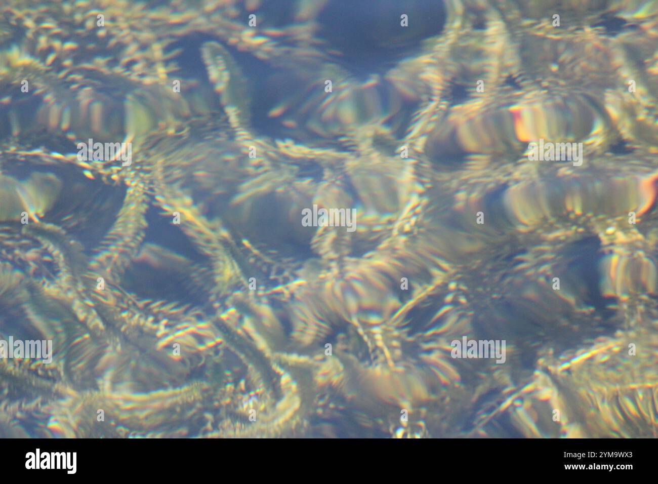 Canadian Waterweed (Elodea canadensis Stock Photo - Alamy