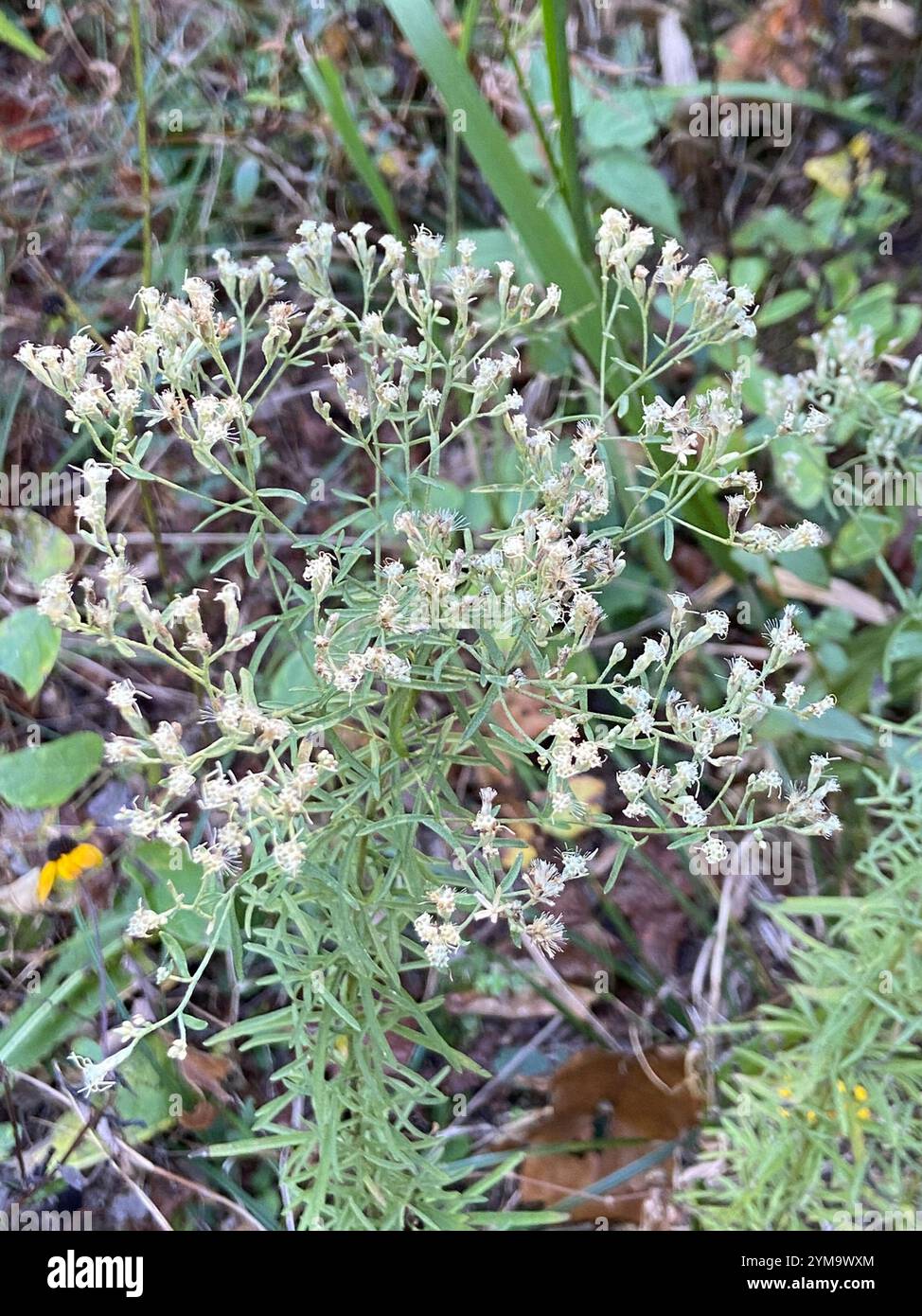 hyssopleaf thoroughwort (Eupatorium hyssopifolium Stock Photo - Alamy
