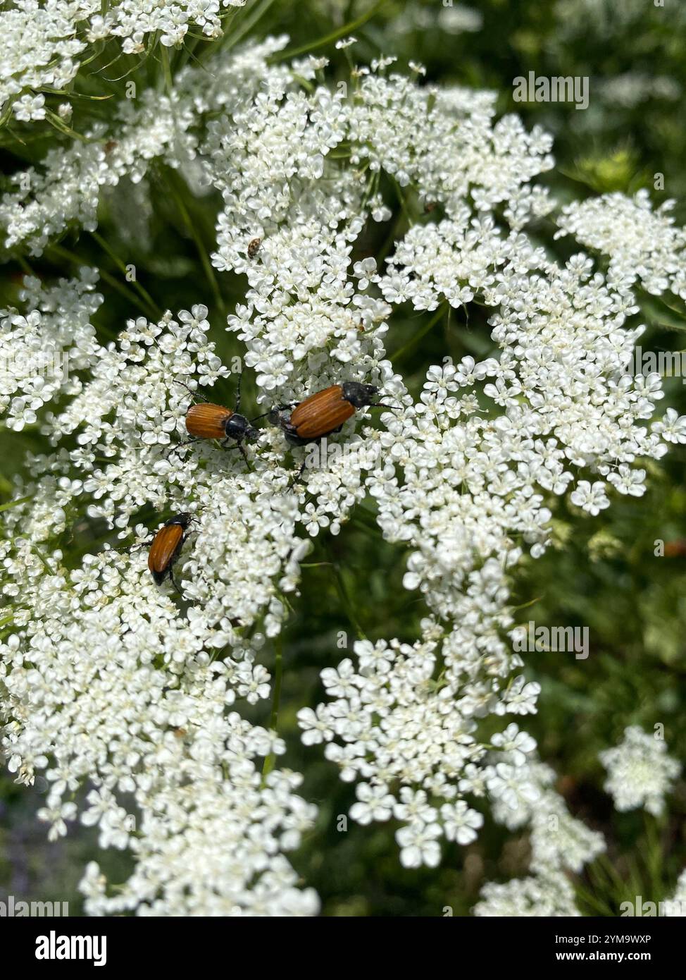 Water, Rove, Scarab, Long-horned, Leaf, and Snout Beetles (Polyphaga ...