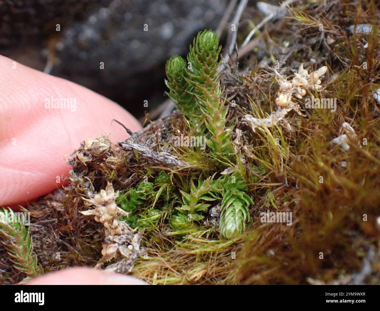 northern spikemoss (Selaginella selaginoides Stock Photo - Alamy