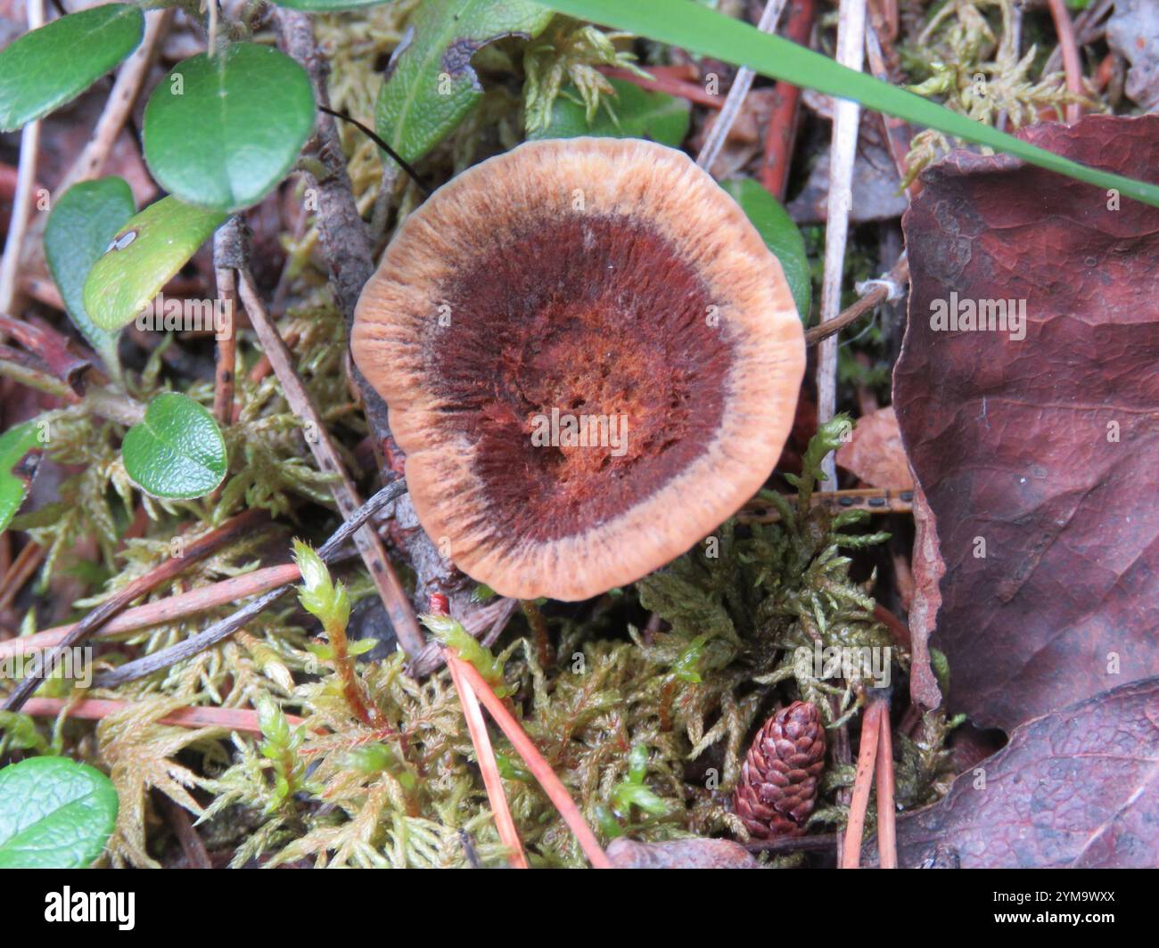 Brown Funnel Polypore (Coltricia perennis Stock Photo - Alamy