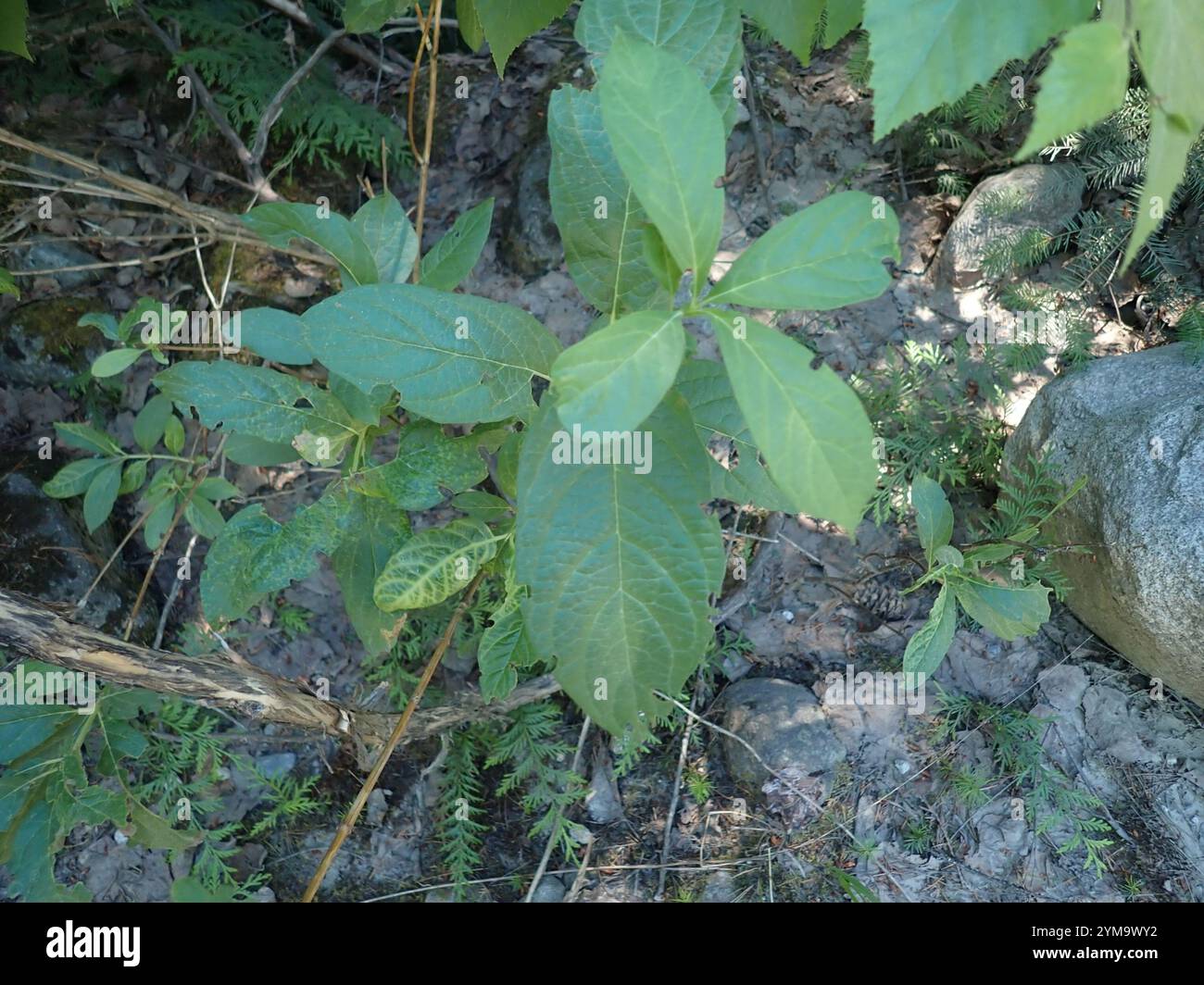 twinberry honeysuckle (Lonicera involucrata Stock Photo - Alamy