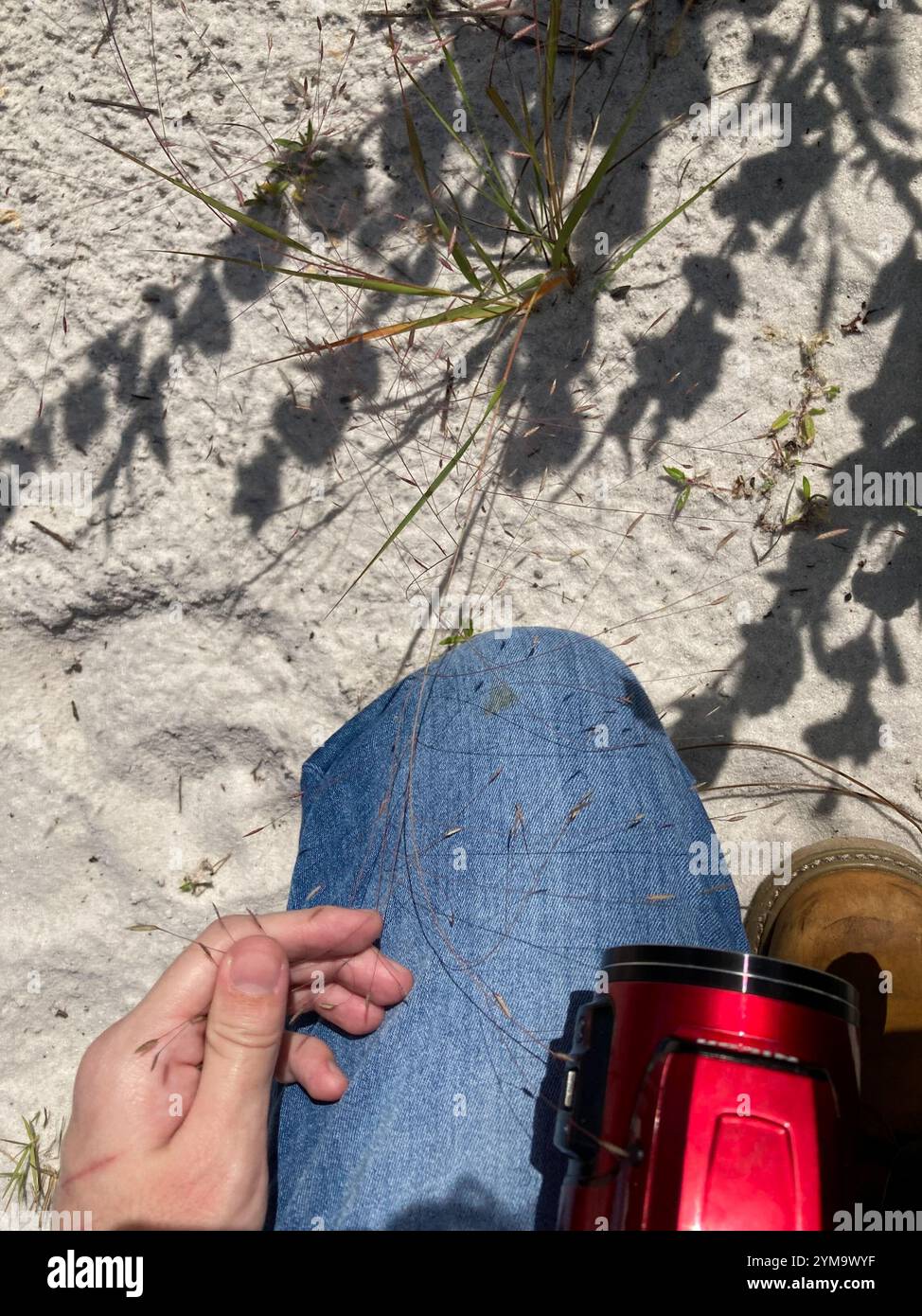 Elliott's lovegrass (Eragrostis elliottii Stock Photo - Alamy