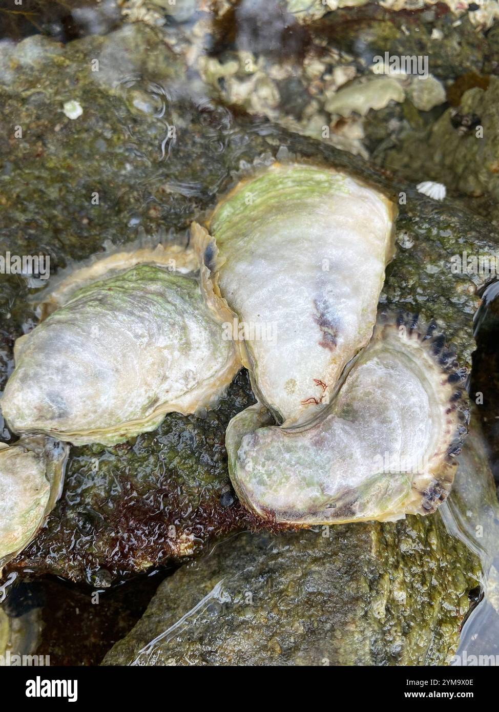 Pacific Oyster (Magallana gigas Stock Photo - Alamy