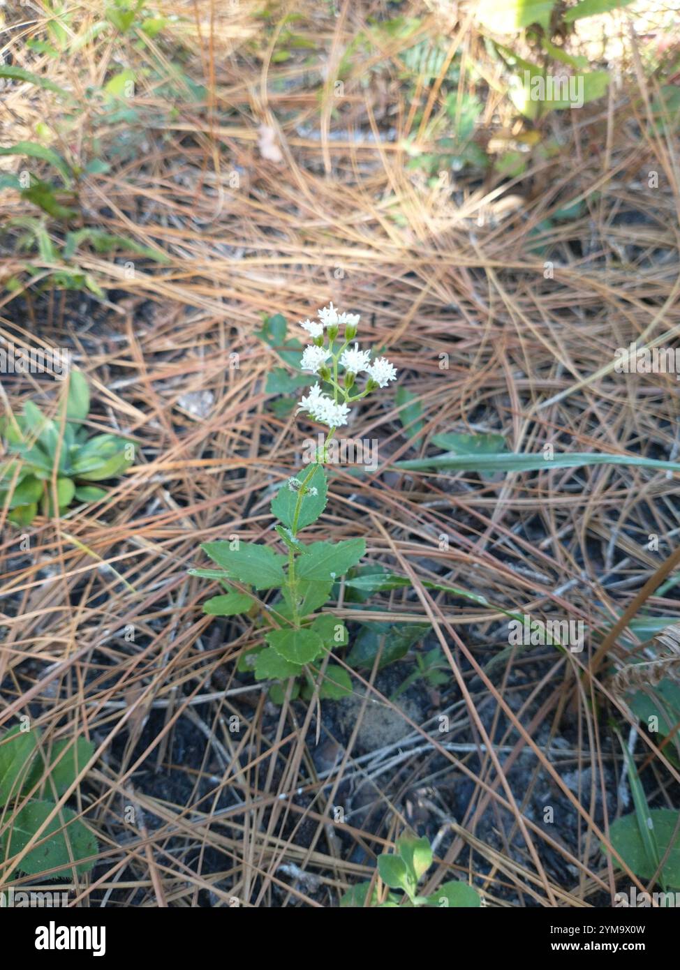 smaller white snakeroot (Ageratina aromatica Stock Photo - Alamy