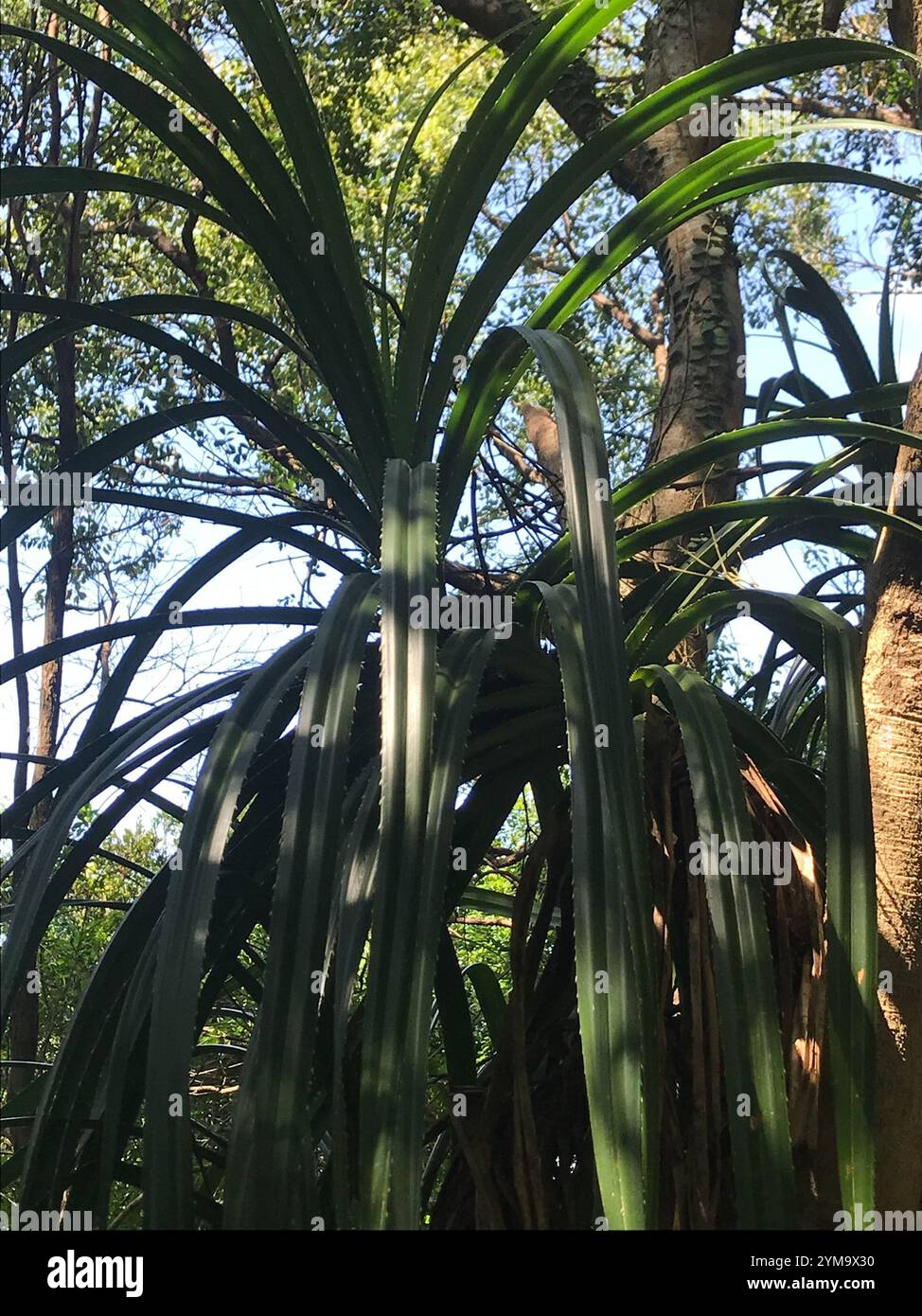 thatch screwpine (Pandanus tectorius Stock Photo - Alamy